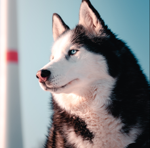 Mission Statement | Animal Welfare | National Animal Interest Alliance
