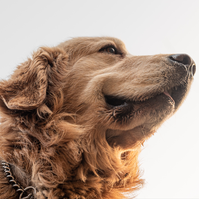 Mission Statement | Animal Welfare | National Animal Interest Alliance