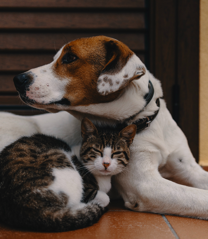 Our logos | Animal Welfare | National Animal Interest Alliance